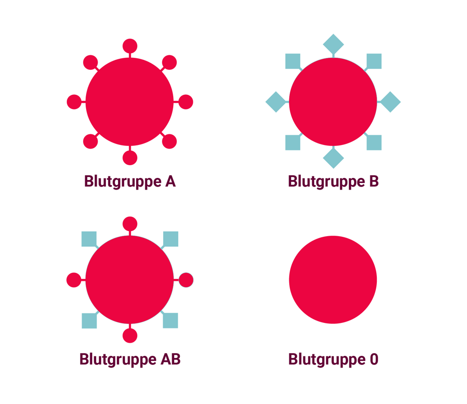 Alles über die Blutgruppen | BZgA Blutspende - BZGA Blutspende